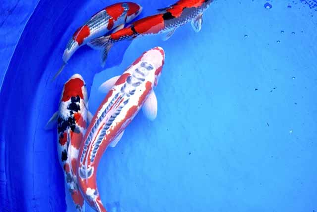 11 Osaka Tattoo-Friendly Onsen & Public Baths: Day Use, Private Baths ...
