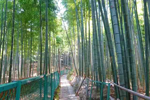 Kyoto's Arashiyama Bamboo Grove: History, Fees, and Things to Do ...