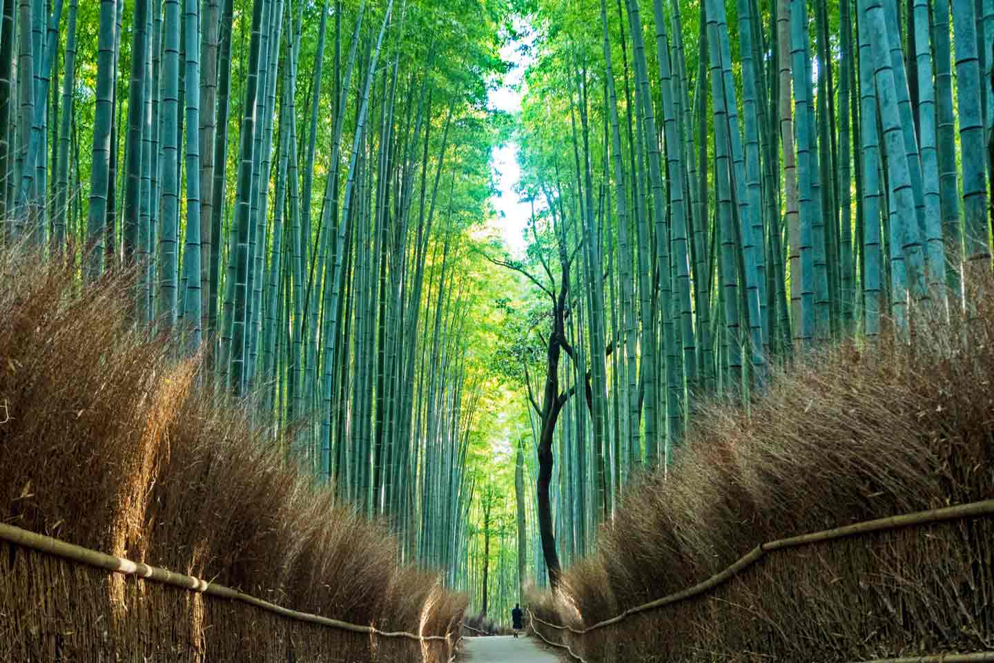 Kyoto's Arashiyama Bamboo Grove: History, Fees, and Things to Do ...