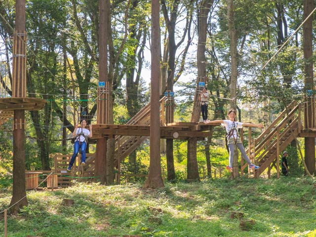 Forest Adventure Park Adventure Park Solutions