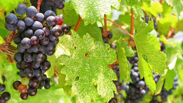 Getting to Know Japan(Nippon) Wine, not Japanese Wine | Japan Travel by ...