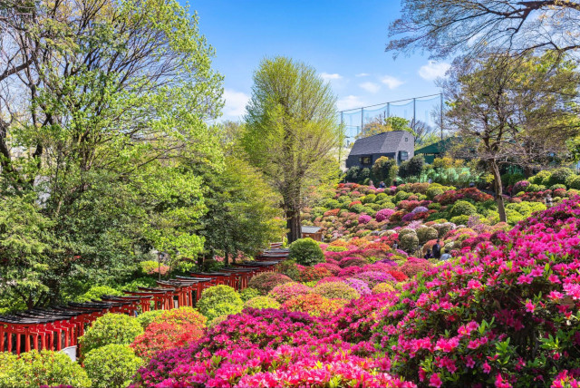 Spring in Japan: Spectacular Flowers to See Beyond Cherry Blossoms ...