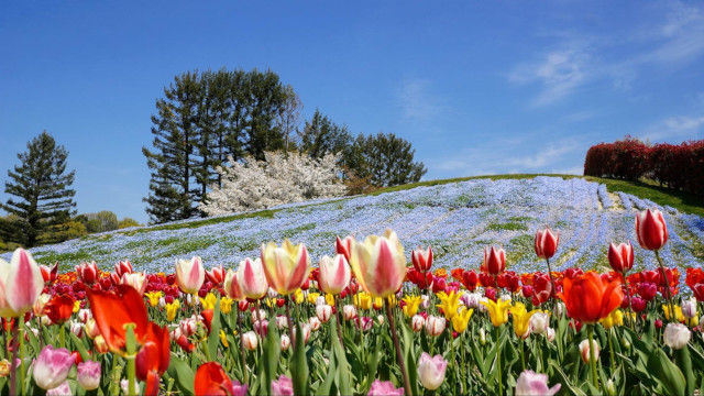 Shimanami Kaido and Spring in Shikoku: A Guide to Spectacular Cycling ...