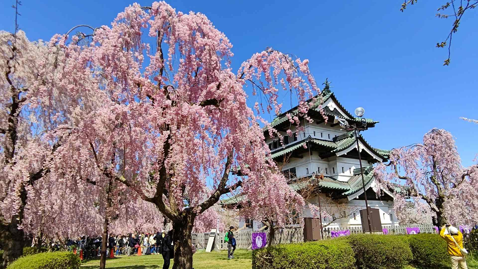 Guide to Cherry Blossoms Seen in May | Japan Travel by NAVITIME - Japan ...