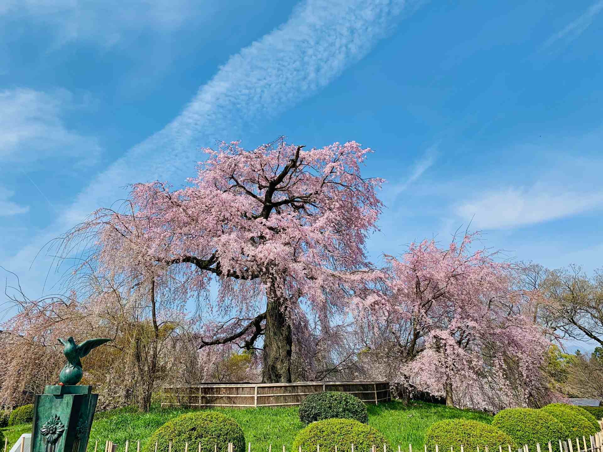 Guide to Cherry Blossoms Seen in May | Japan Travel by NAVITIME - Japan ...