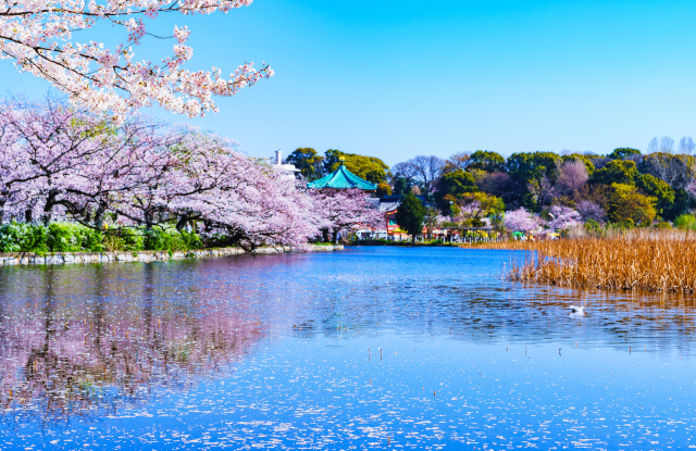 About Ueno | Japan Travel by NAVITIME - Japan Travel Guides, Transit ...