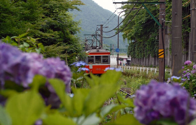 Kamakura’s best hydrangea spots for 2019 | Japan Travel by NAVITIME ...