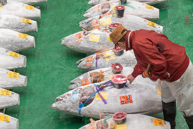 20 of the Best Things to Do in Toyosu | Japan Travel by NAVITIME ...