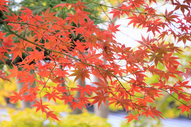 Top 42 Autumn Color Spot in Kyoto | Japan Travel by NAVITIME - Japan ...