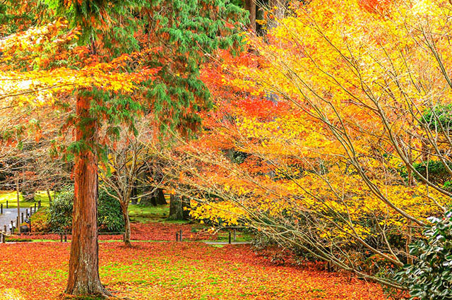 Top 42 Autumn Color Spot in Kyoto | Japan Travel by NAVITIME - Japan ...