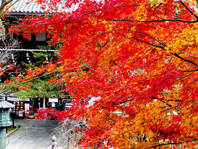 Top 42 Autumn Color Spot in Kyoto | Japan Travel by NAVITIME - Japan ...