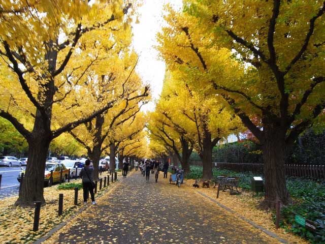 Trees In Tokyo