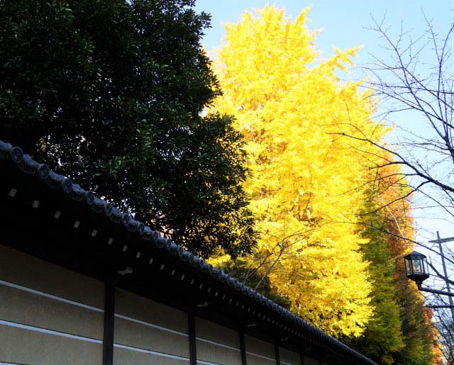 Where to see golden carpet of Gingko trees in Tokyo | Japan Travel by ...