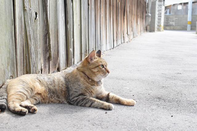 [Kagawa] Exploring the Demon’s Island of Megijima | Japan Travel by ...