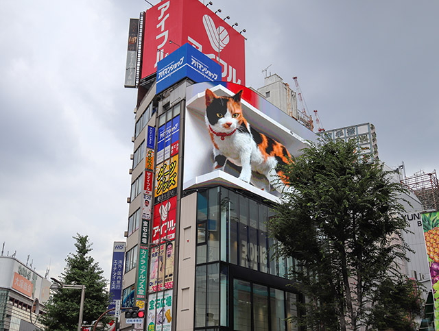 Meow! Giant 3D Cat In Shinjuku | Japan Travel by NAVITIME - Japan ...