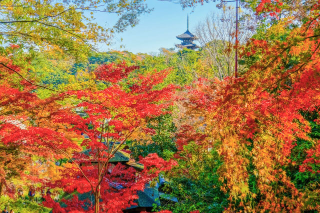 8 Best Places to See Fall Foliage in Yokohama | Japan Travel by ...