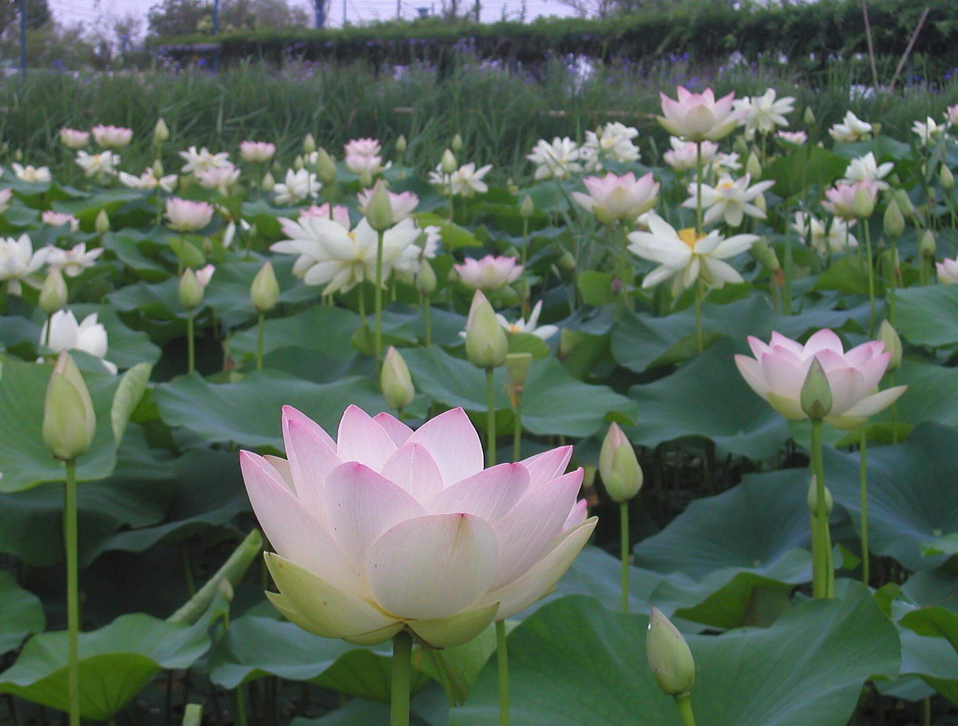 Four Great Lotus-Viewing Spots in the Kanto region | Japan Travel by ...
