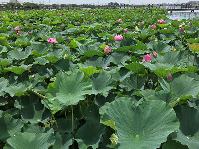 Four Great Lotus-Viewing Spots in the Kanto region | Japan Travel by ...