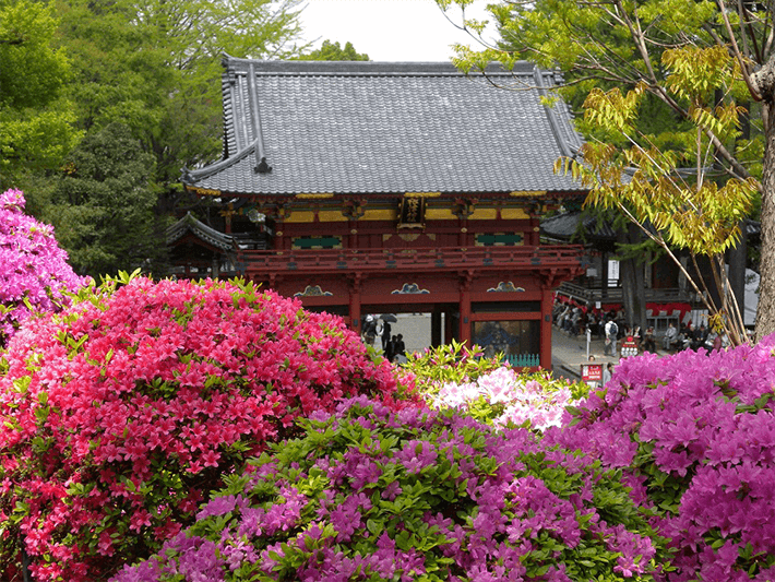 The Top Five Areas for Azalea Viewing in and Around Tokyo | Japan ...