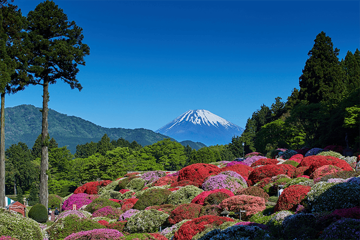 The Top Five Areas for Azalea Viewing in and Around Tokyo | Japan ...