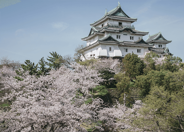 Four Fascinating Places to See Cherry Blossoms in Wakayama Prefecture ...