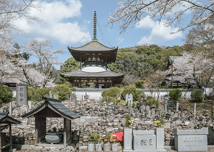 Four Fascinating Places to See Cherry Blossoms in Wakayama Prefecture ...