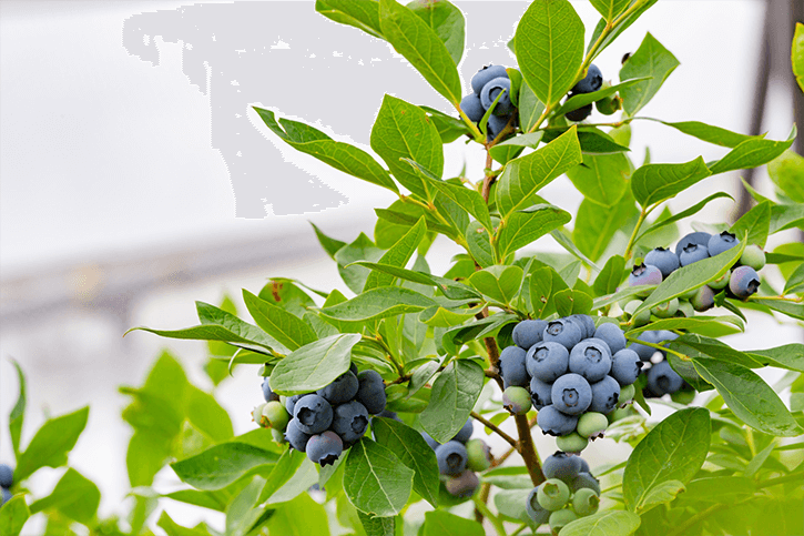 Fruit Picking Experiences Across Japan | Japan Travel by NAVITIME ...