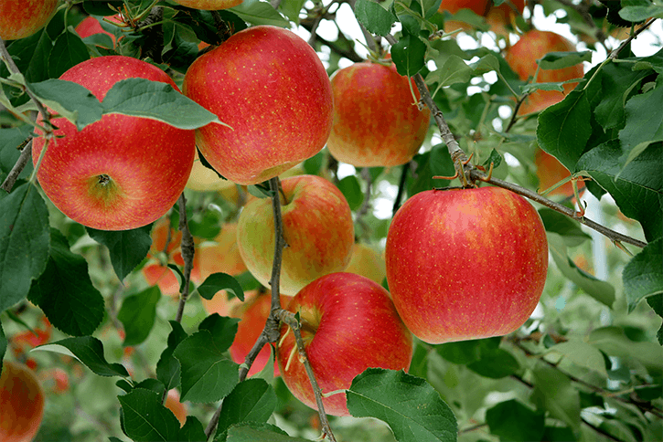 Fruit Picking Experiences Across Japan | Japan Travel by NAVITIME ...