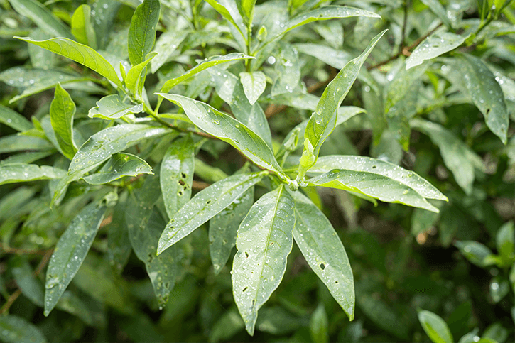 Rediscovering the art of washi papermaking in the heart of Shikoku ...