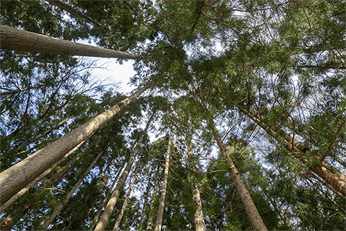 The Matagi of Akita – More than Bear Hunters | Japan Travel by NAVITIME ...