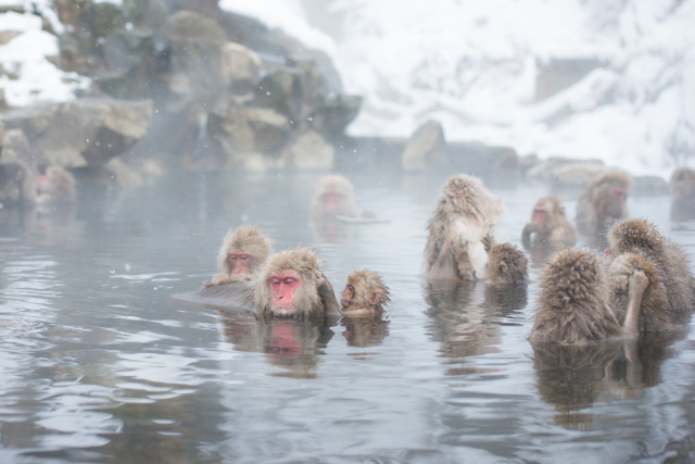 Yudanaka Shibu Onsen Village Travel Guide | Japan Travel by NAVITIME ...