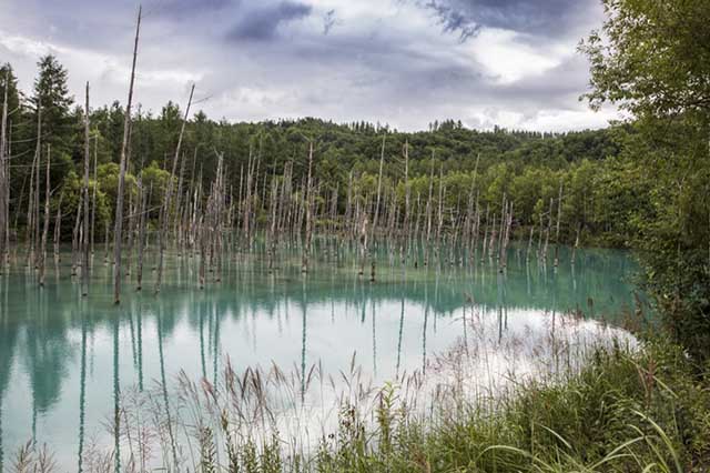 Blue Pond of Biei | Japan Travel by NAVITIME - Japan Travel Guides ...