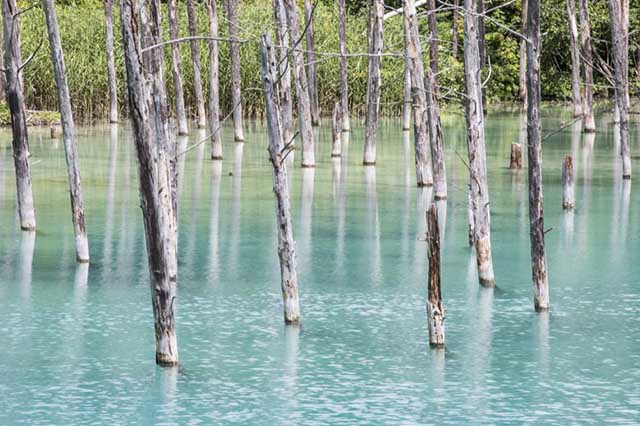 Blue Pond of Biei | Japan Travel by NAVITIME - Japan Travel Guides ...