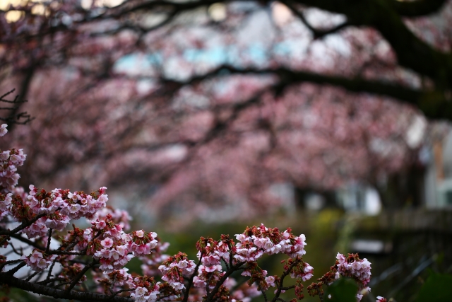 24 of the Best Things to Do in Atami | Japan Travel by NAVITIME - Japan ...