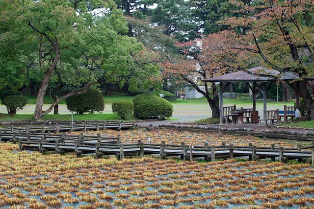 A Day in Tsuruoka City | Japan Travel by NAVITIME - Japan Travel Guides ...