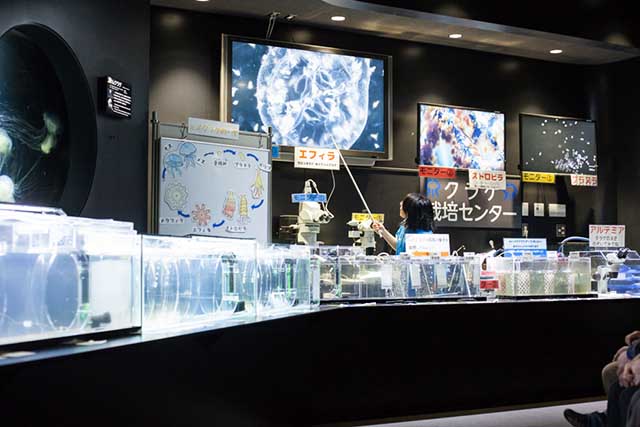 Kamo Aquarium and the Jellyfish | Japan Travel by NAVITIME - Japan ...