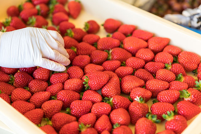 Mokumoku Tezukuri Farm | Japan Travel by NAVITIME - Japan Travel Guides ...