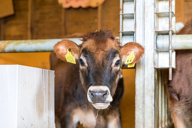 Mokumoku Tezukuri Farm | Japan Travel by NAVITIME - Japan Travel Guides ...