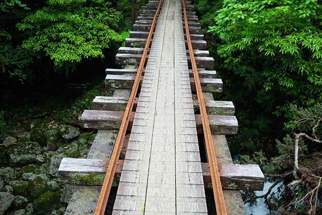 The Jomon sugi trail | Japan Travel by NAVITIME - Japan Travel Guides ...