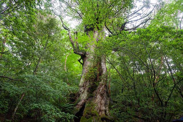 The Jomon sugi trail | Japan Travel by NAVITIME - Japan Travel Guides ...