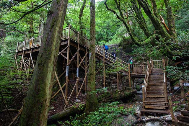 The Jomon sugi trail | Japan Travel by NAVITIME - Japan Travel Guides ...