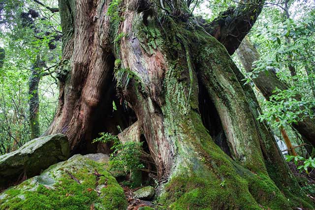 Shiratani Unsuikyo in Yakushima | Japan Travel by NAVITIME - Japan ...