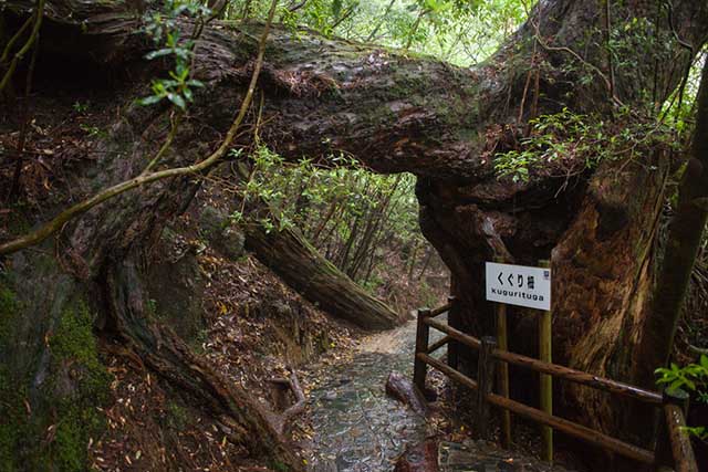 Yakusugi Land | Japan Travel by NAVITIME - Japan Travel Guides, Transit ...
