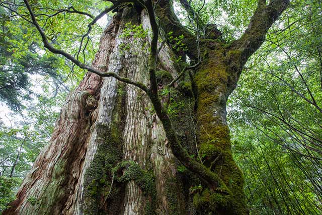 Yakusugi Land | Japan Travel by NAVITIME - Japan Travel Guides, Transit ...
