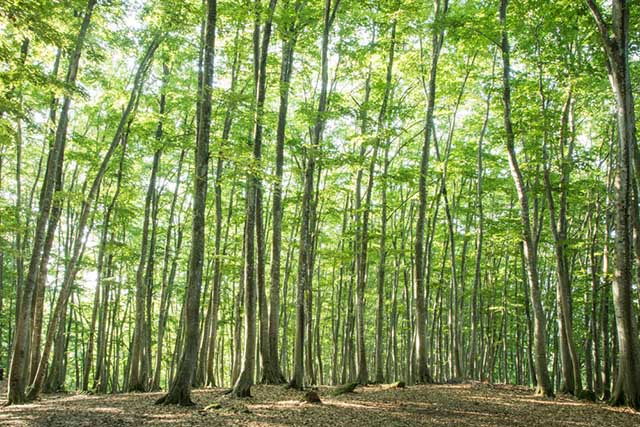A Journey into Nature with the Echigo-Tsumari Art Field | Japan Travel ...