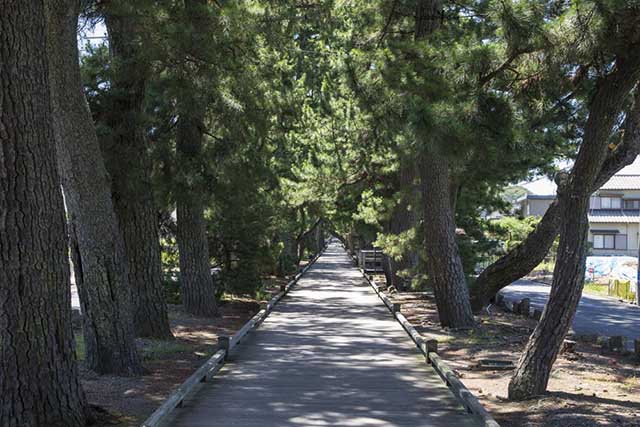 Miho-no-Matsubara, one of the largest pine groves in Japan | Japan ...