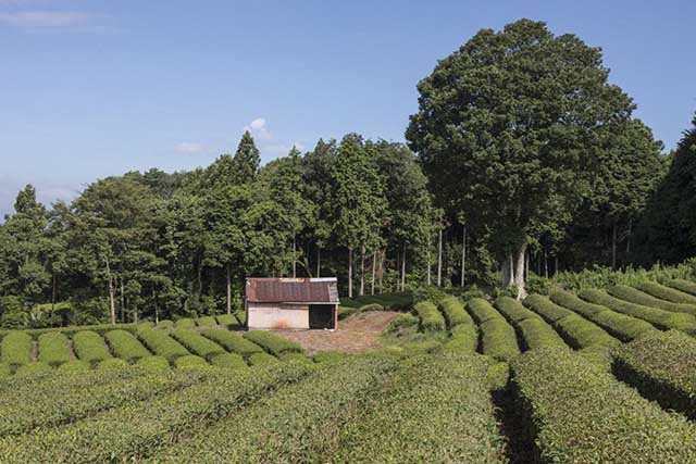 Shizuoka, Home of Green Tea | Japan Travel by NAVITIME - Japan Travel ...