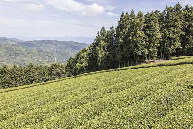 Shizuoka, Home of Green Tea | Japan Travel by NAVITIME - Japan Travel ...