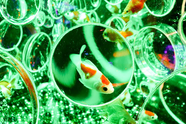 Cyberpunk goldfish at Art Aquarium | Japan Travel by NAVITIME - Japan ...