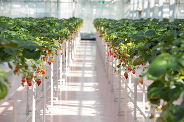 Tokyo Strawberry Park | Japan Travel by NAVITIME - Japan Travel Guides ...